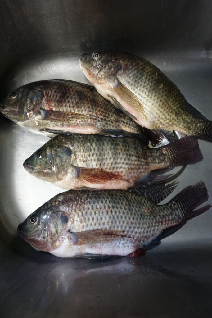 How to Know if Fish is Fresh Before You Buy - Pinoy Family Recipes