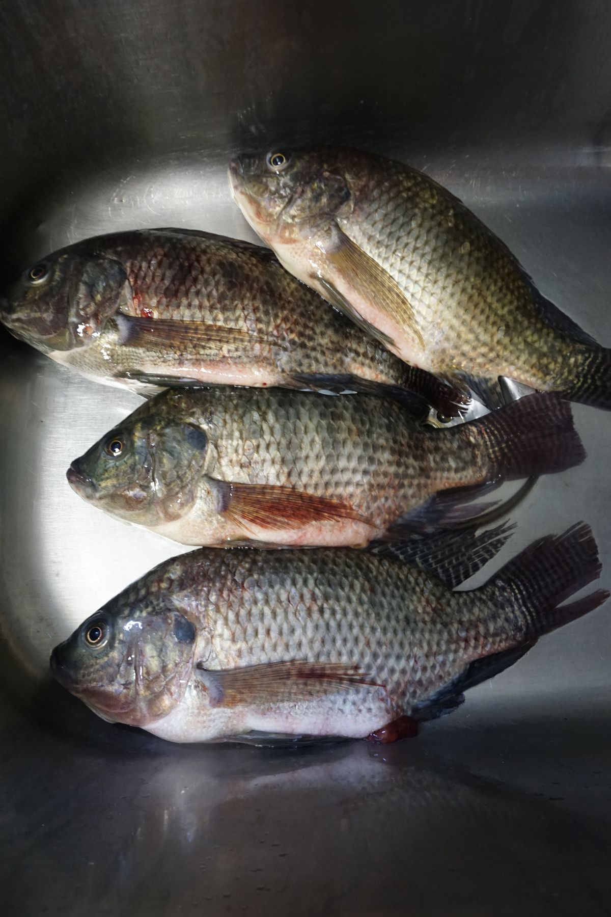How to Know if Fish is Fresh Before You Buy - Pinoy Family Recipes